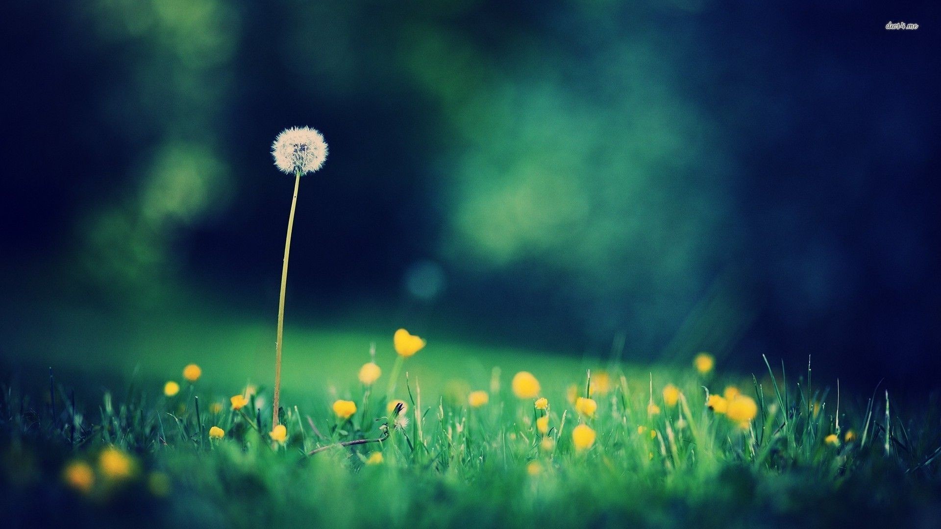 Dandelion Wallpapers - Abraham Hicks Unconditional Love Quotes ...