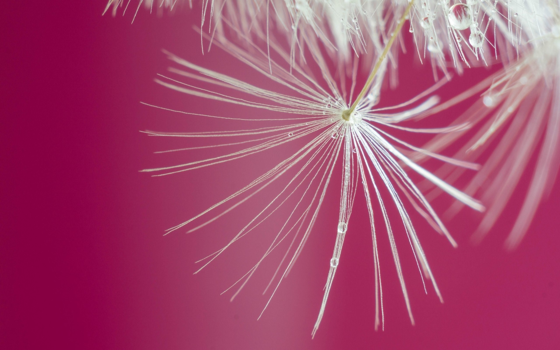 Pink Dandelion (#2031116) - HD Wallpaper & Backgrounds Download