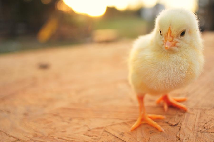 Baby Chick Wallpaper (#2034998) - HD Wallpaper & Backgrounds Download