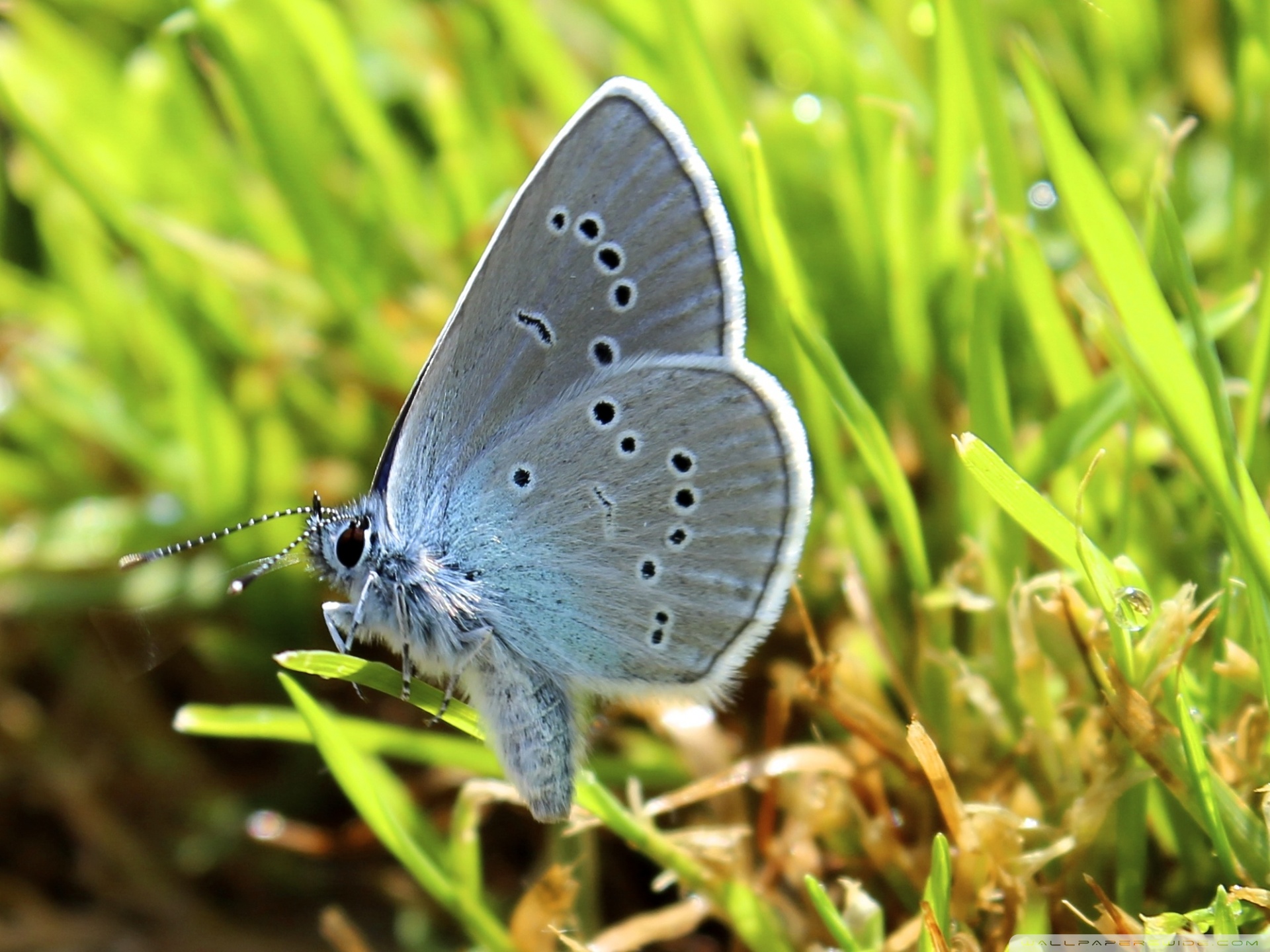 Standard - Wallpaper (#2035042) - HD Wallpaper & Backgrounds Download