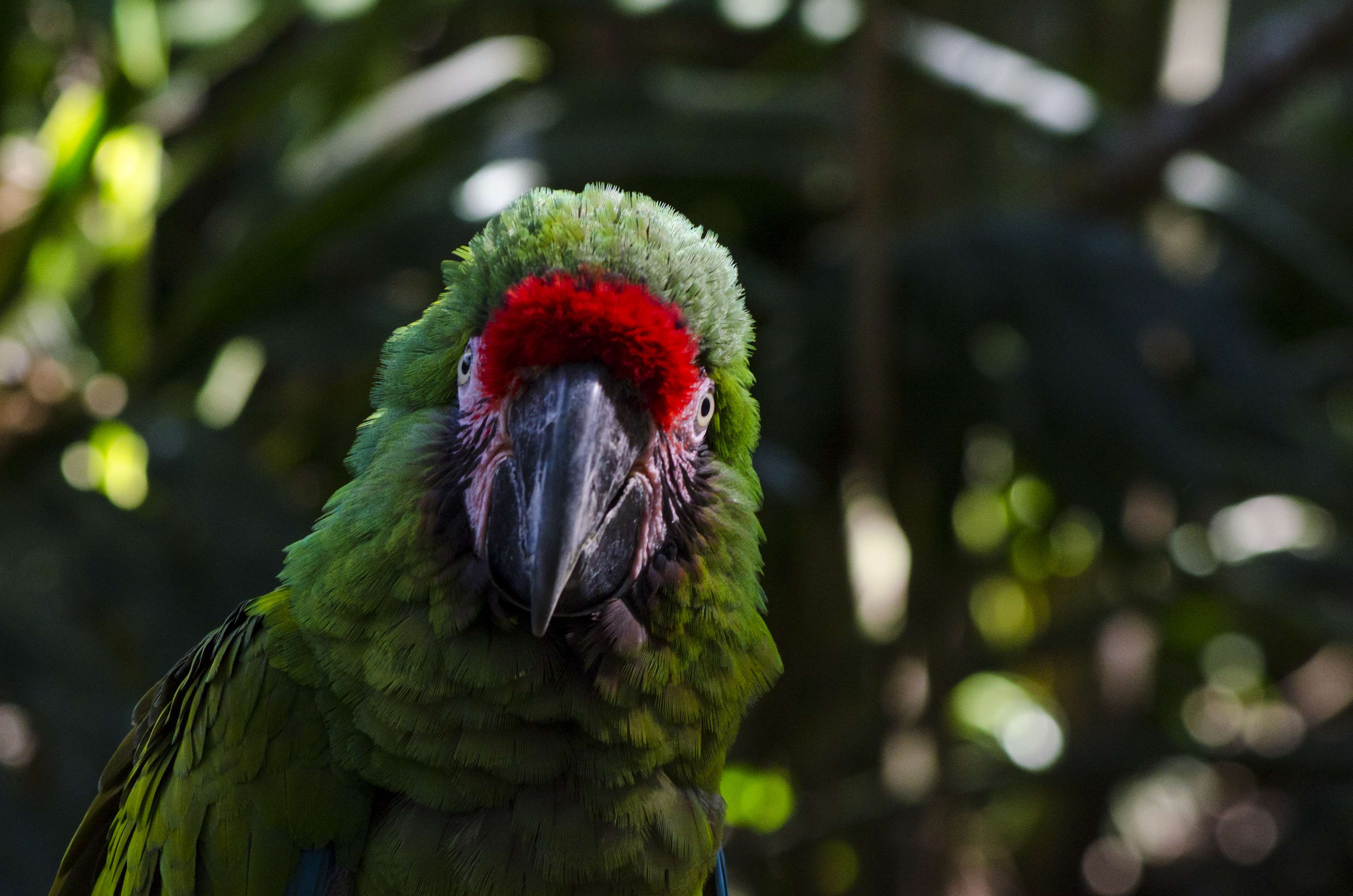 Animal, Bird, Depth Of Field, Green, Parrot 4k Wallpaper - Parrot ...