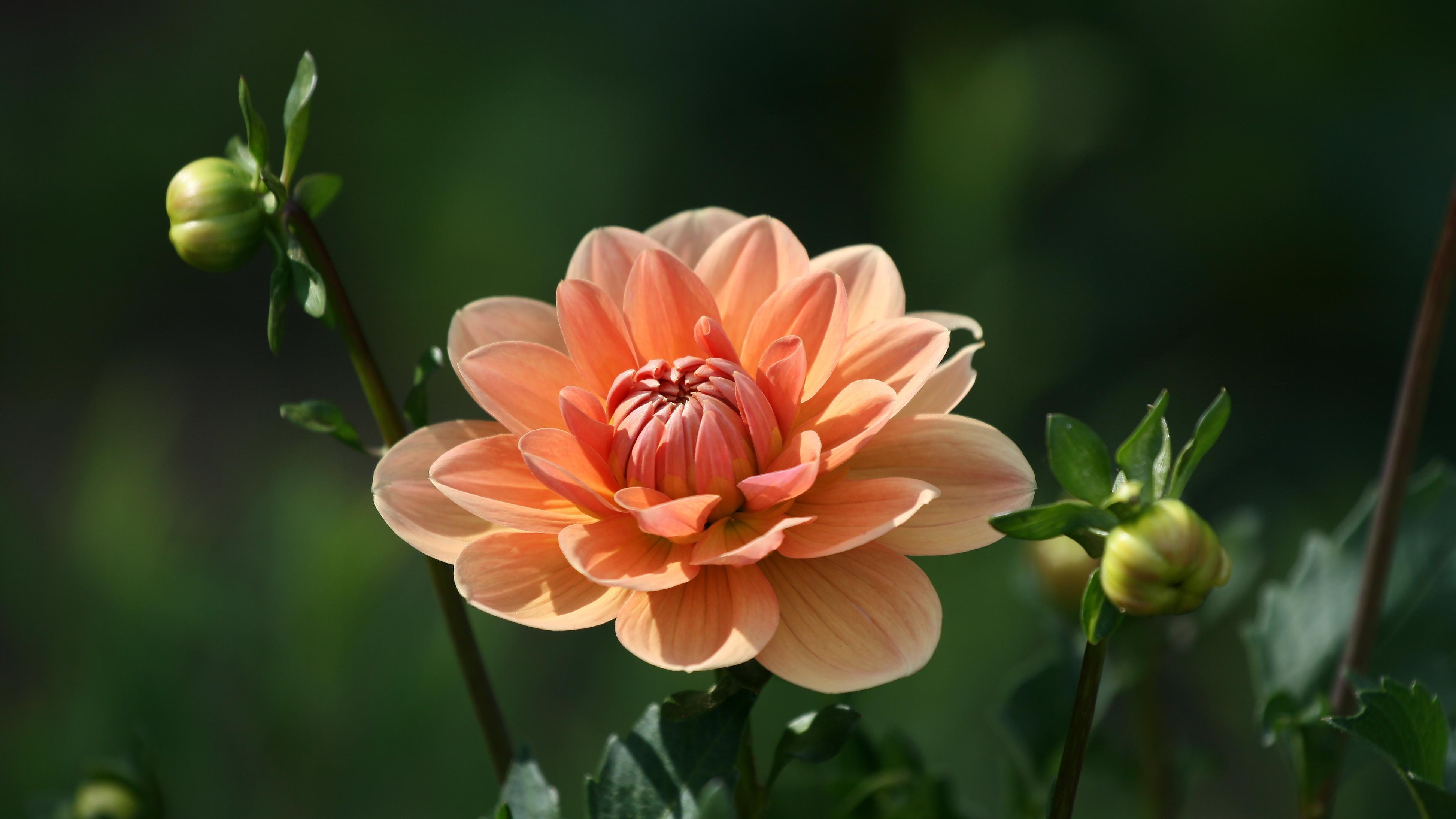 Peach Flower Wallpaper - Peach Flower (#2039619) - HD Wallpaper ...
