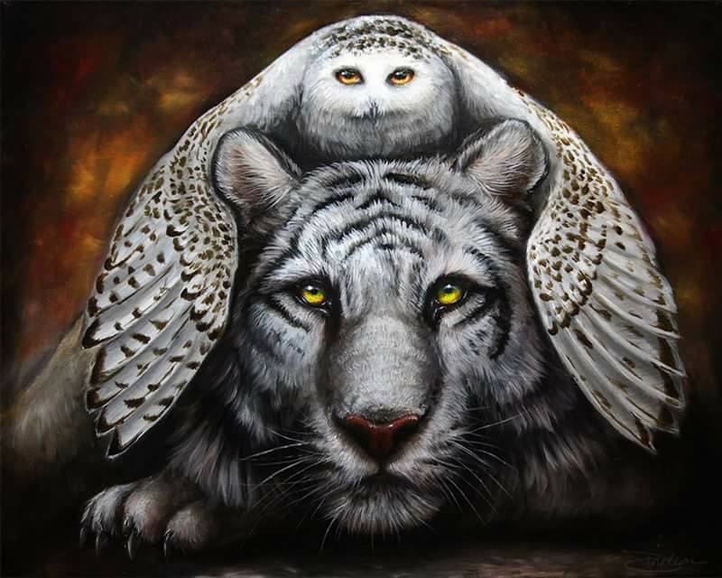 White Tiger And Snowy Owl - Owl And White Tiger (#2041366) - HD ...