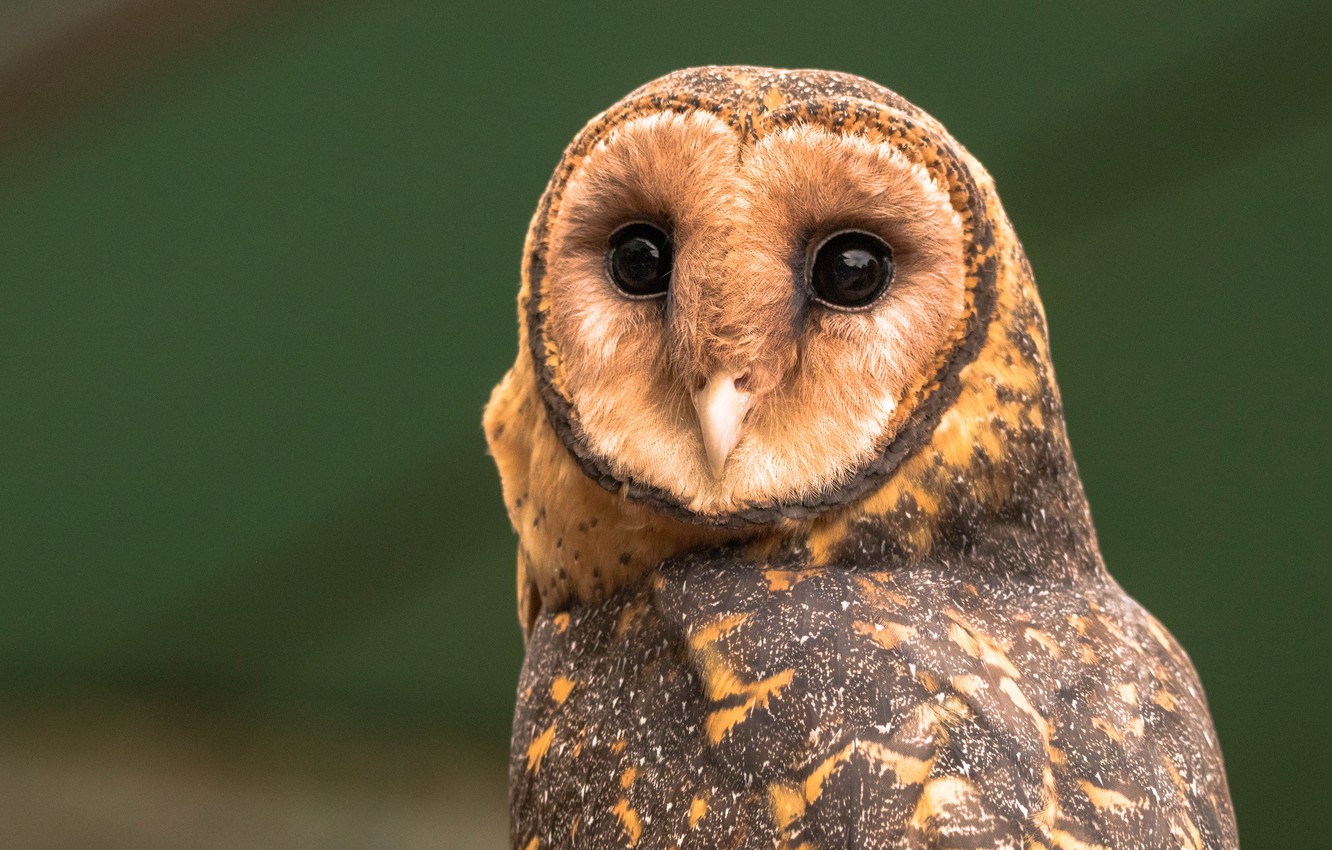 Photo Wallpaper Look, Background, Owl, Bird, The Barn - Screech Owl ...