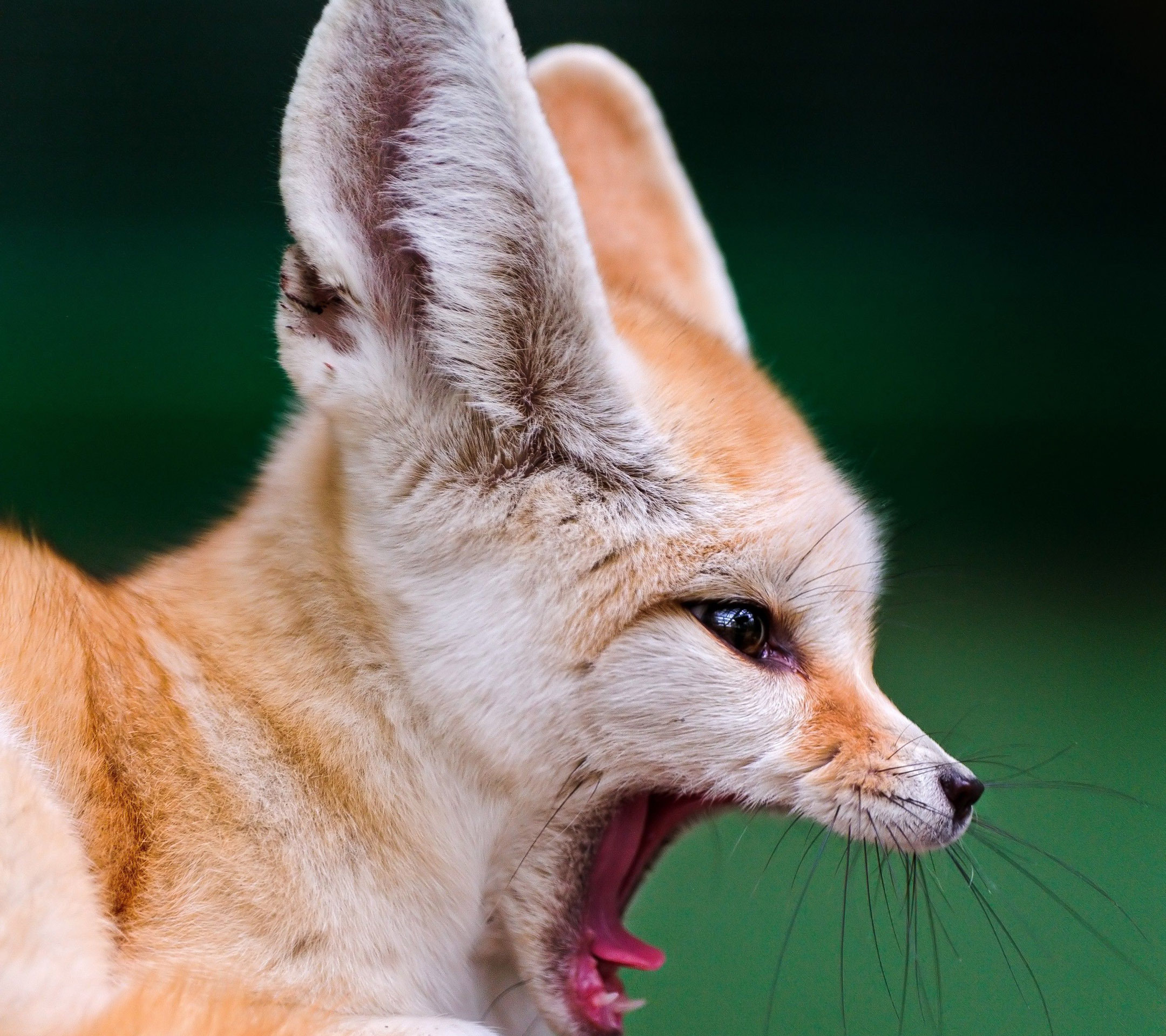 Fennec Fox Wallpapers (#2042314) - HD Wallpaper & Backgrounds Download