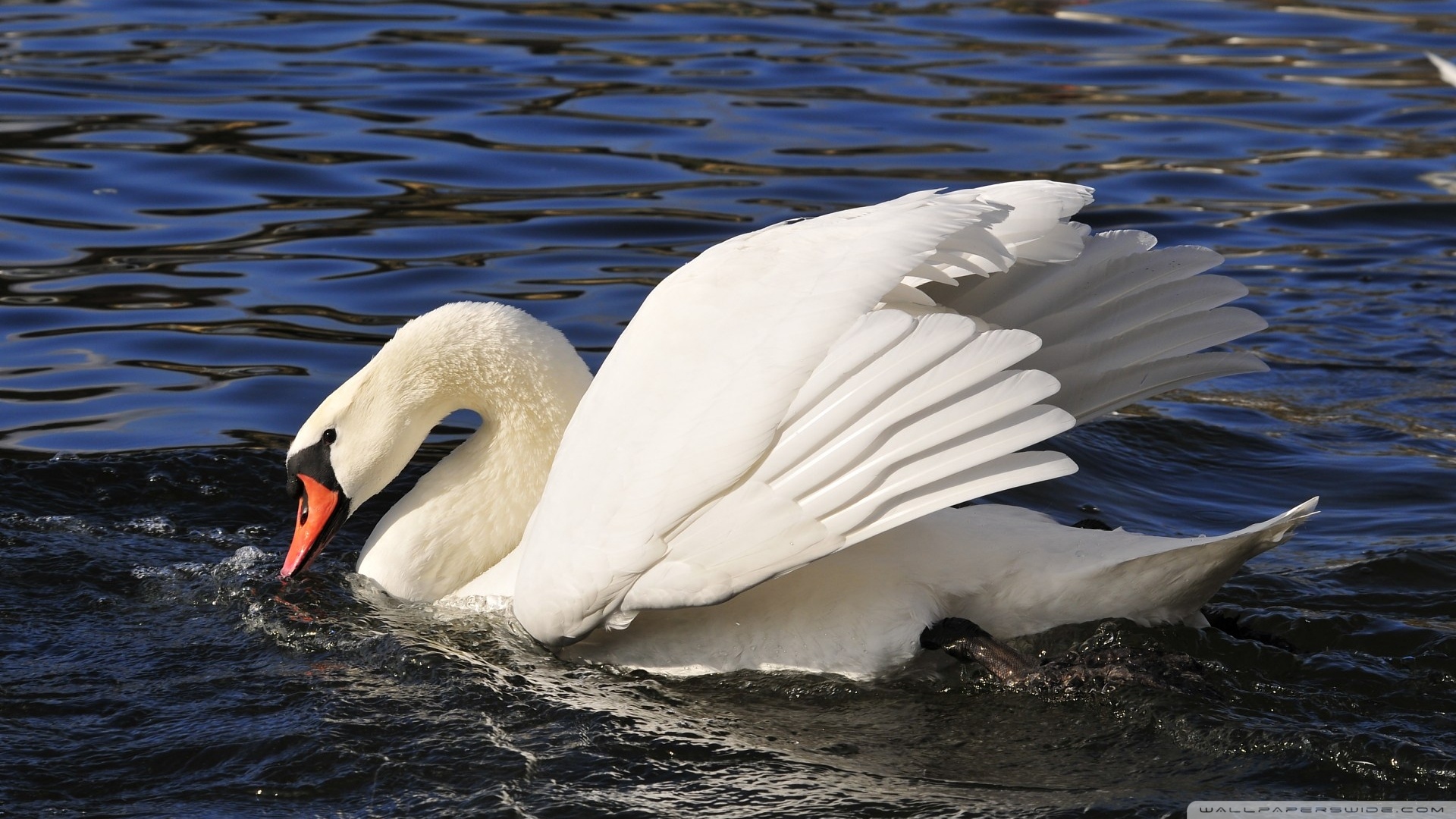 Standard - Swan Hd (#2042430) - HD Wallpaper & Backgrounds Download