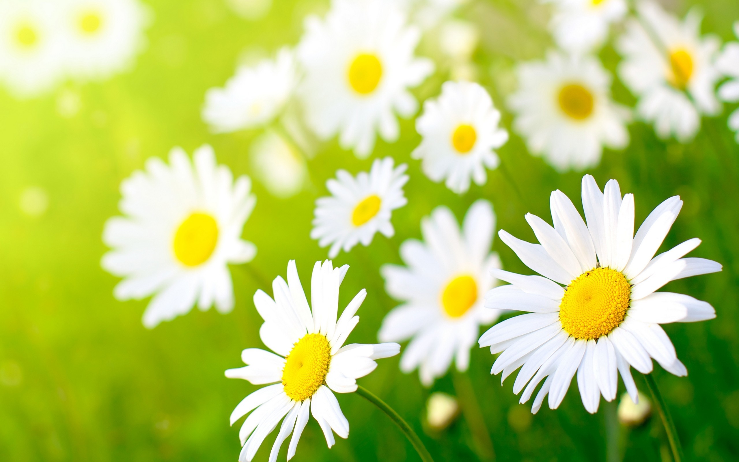 Daisy Flower Wallpaper - Anime Daisy Flower (#2048050) - HD Wallpaper ...