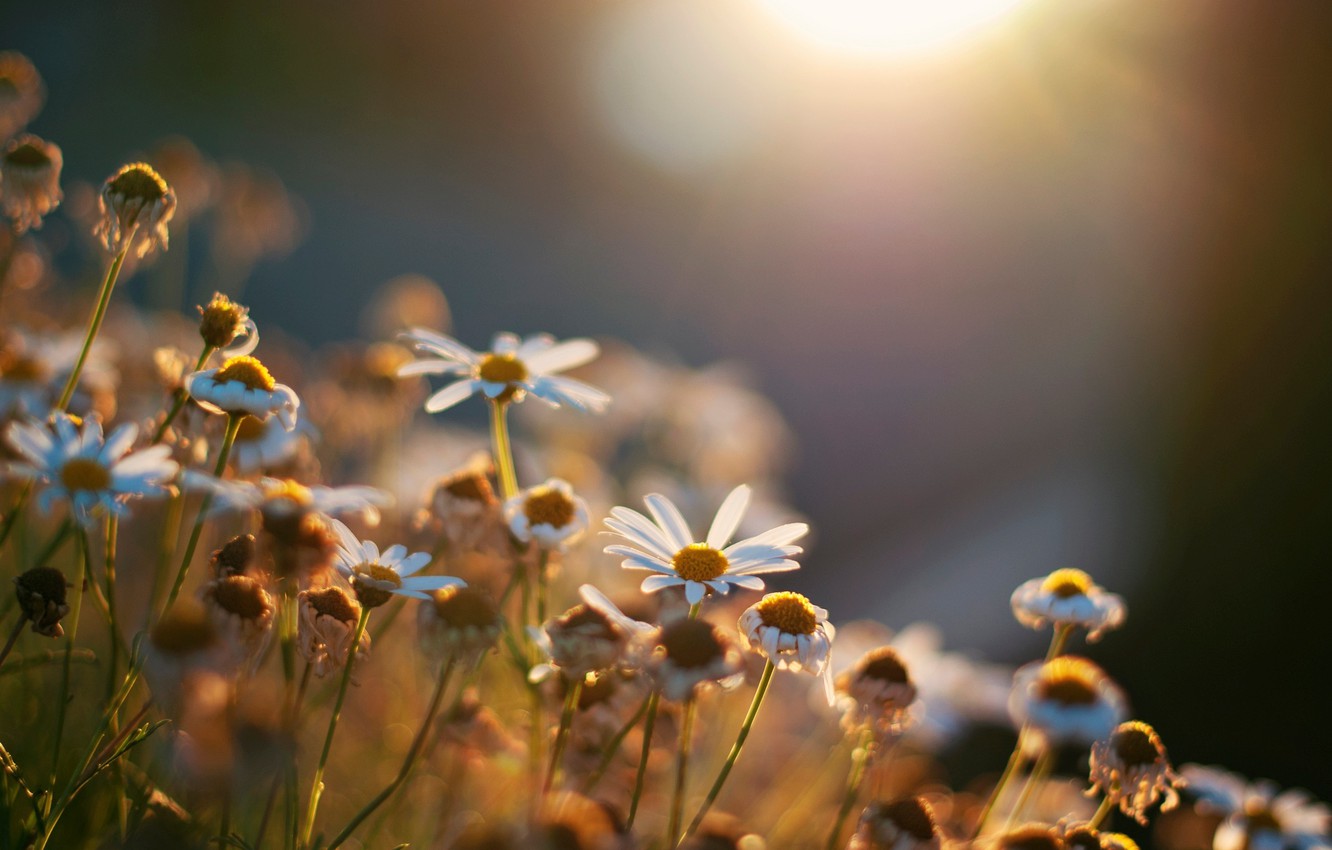 Photo Wallpaper The Sun, Flowers, Background, Wallpaper, - Flowers And ...
