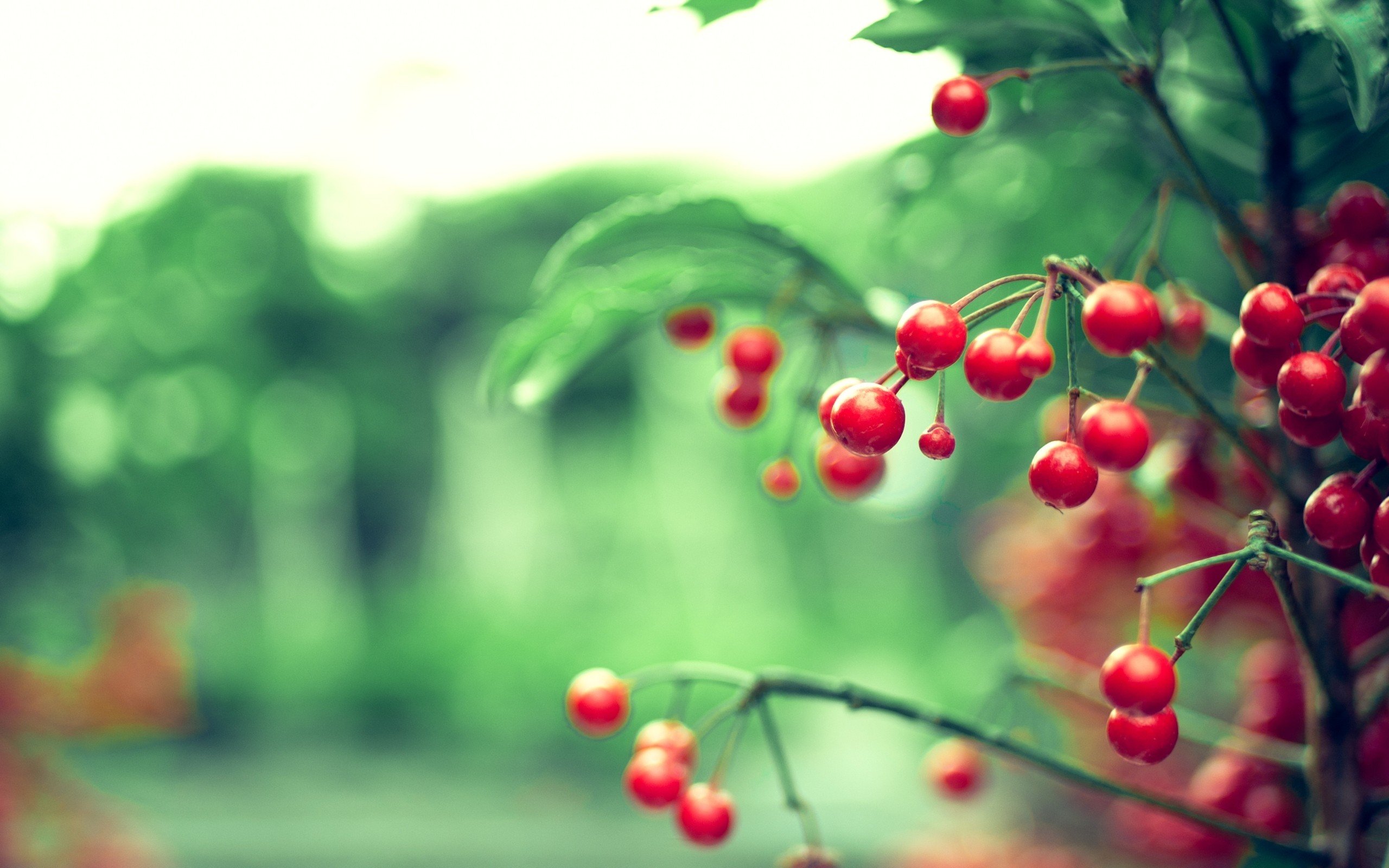 Red Berries (#2060468) - HD Wallpaper & Backgrounds Download