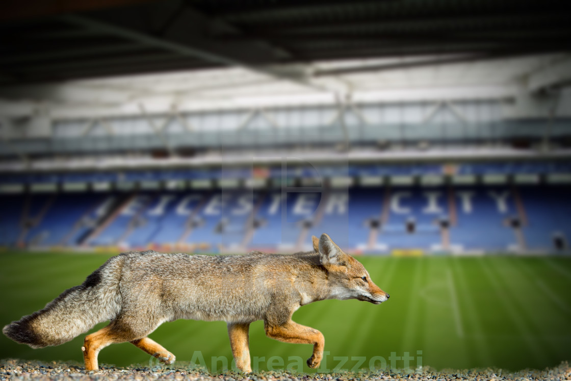 Real Fox Leicester City Football Club Wallpaper Stock - Leicester Fox ...