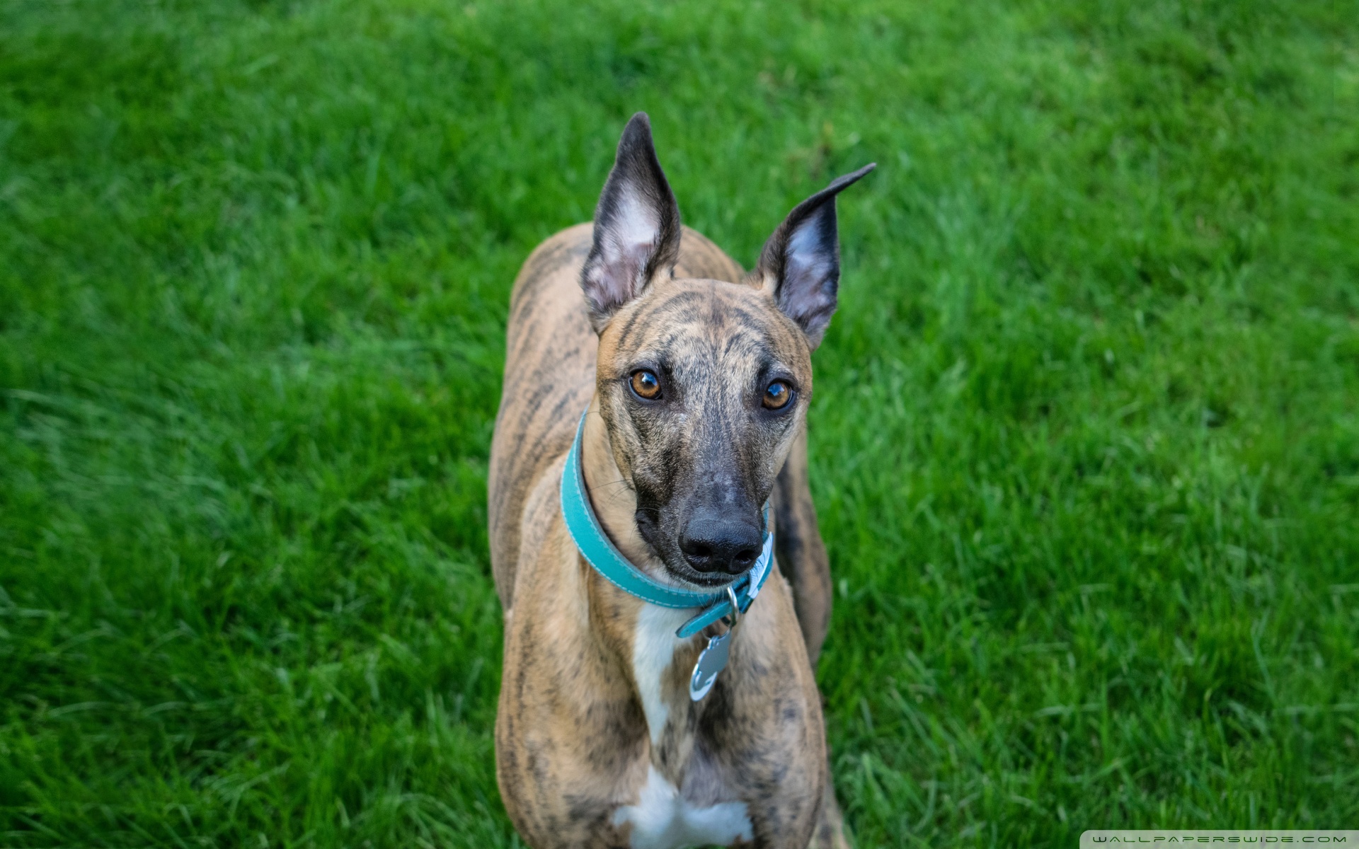 Greyhound Wallpaper - Wallpaper (#2120995) - HD Wallpaper & Backgrounds ...