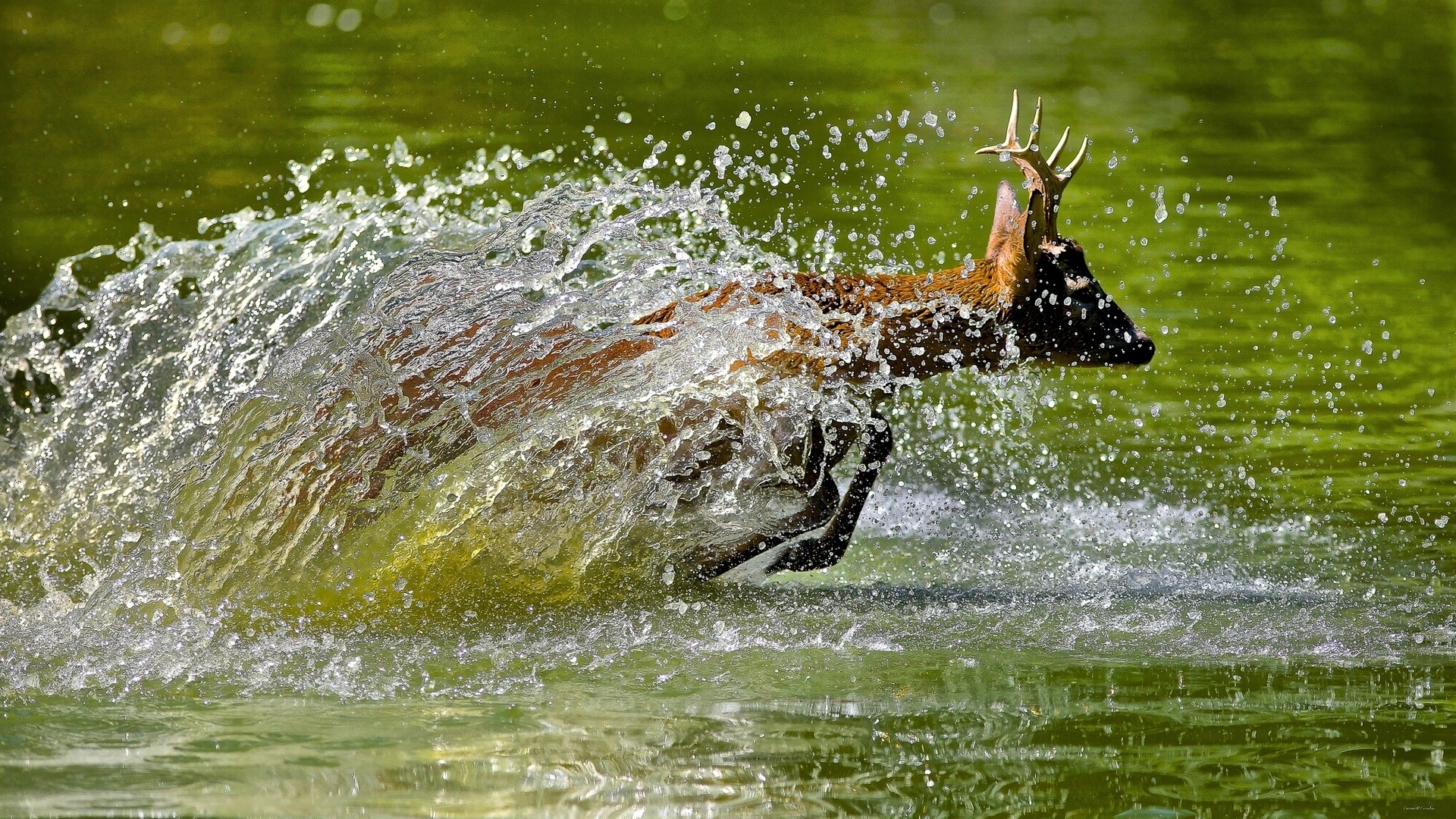 Animals - Water Splash Deer (#2131083) - HD Wallpaper & Backgrounds ...