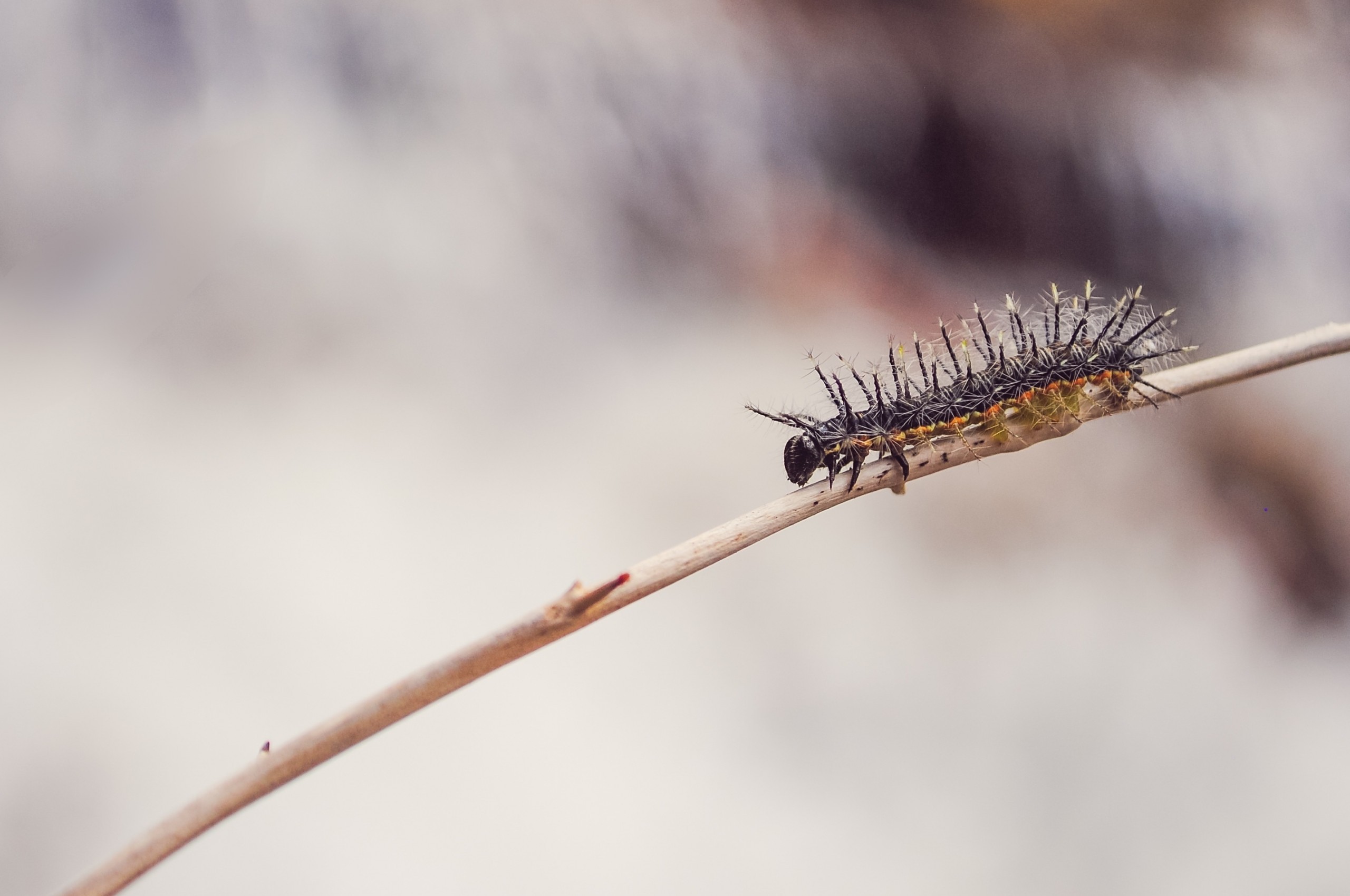 Caterpillar, Insects, Branch, Moving - Insect (#2132422) - HD Wallpaper ...