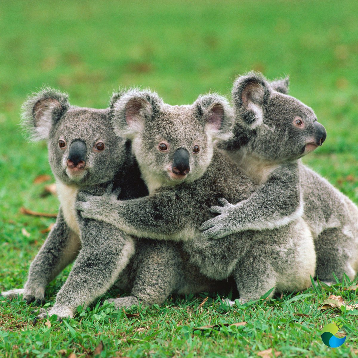 Check Out @minden Pictures On Zedge Premium For More - Zedge Animals ...