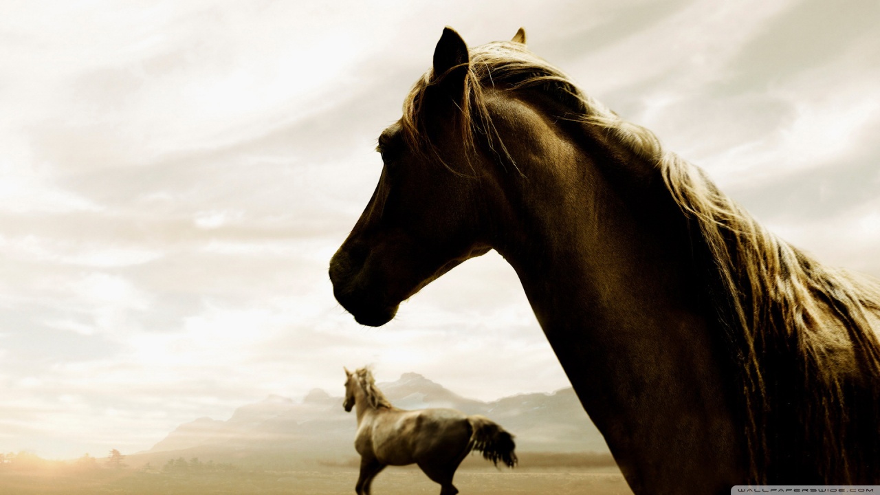 Horse Running 4k Ultra Hd Wallpapers - Horse Hd (#2136658) - HD ...
