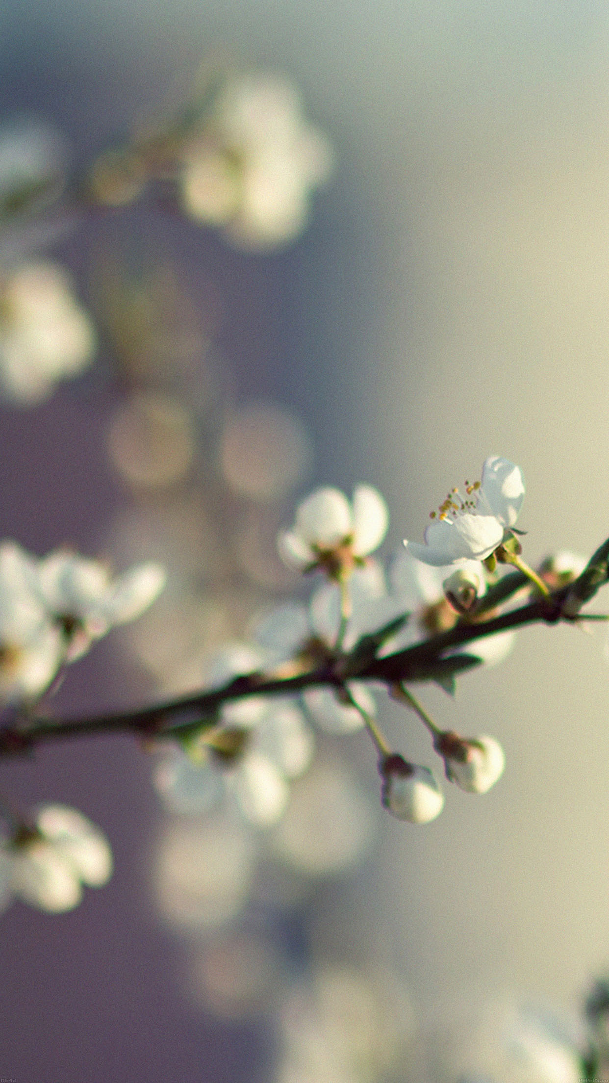 Iphone 6 Plus - Iphone 8 Wallpaper Flowers (#2147365) - HD Wallpaper ...