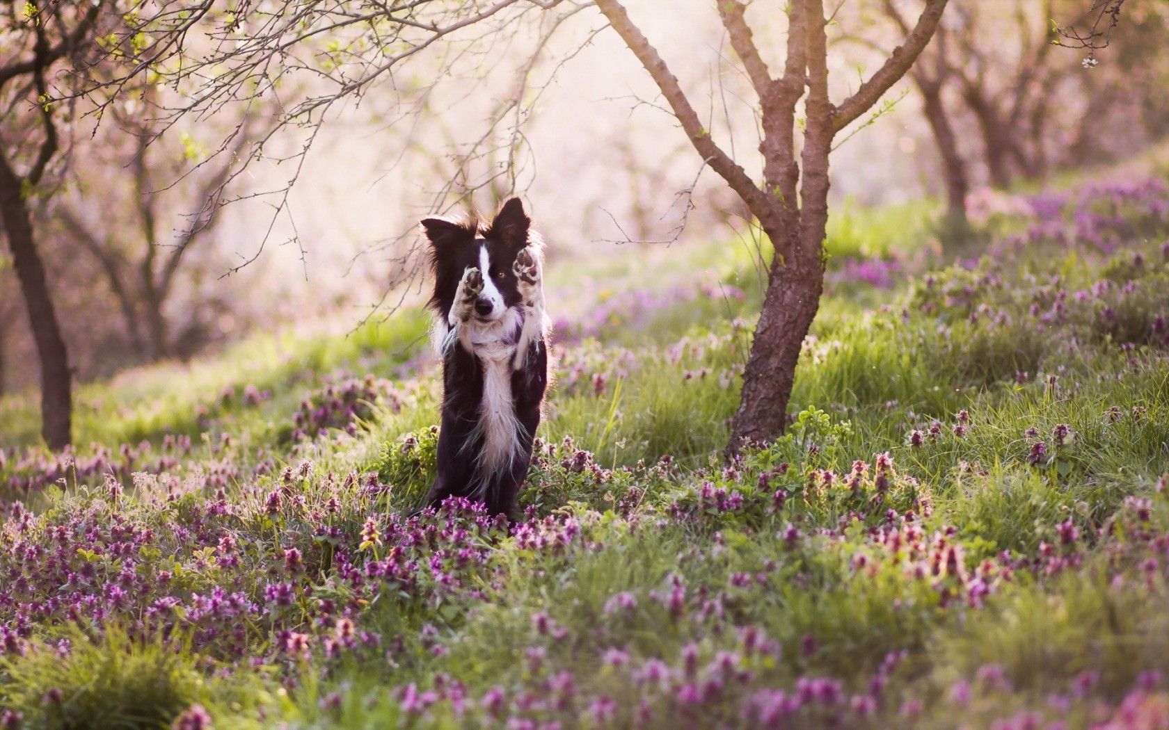10 Greatest spring wallpaper with dogs You Can Get It Free Of Charge ...