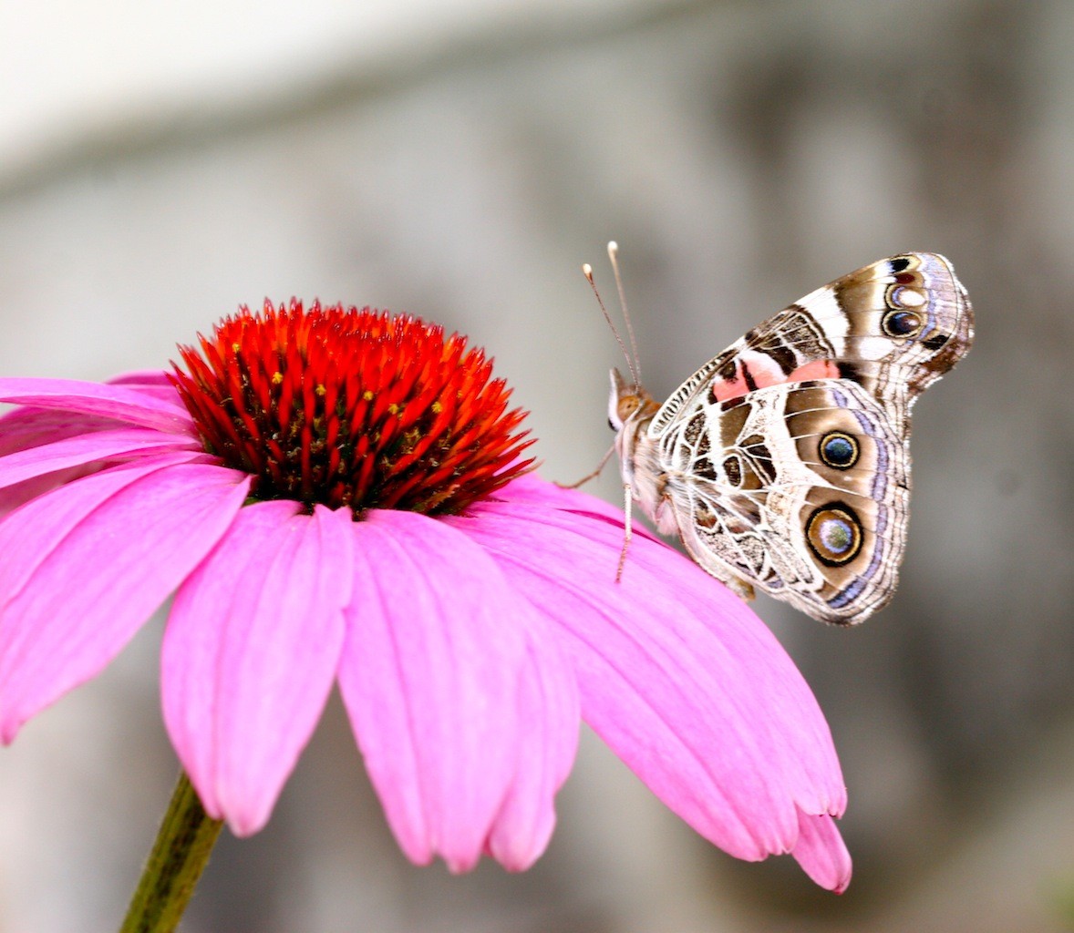 Pink Butterfly And White Flowers (#2184205) - HD Wallpaper ...