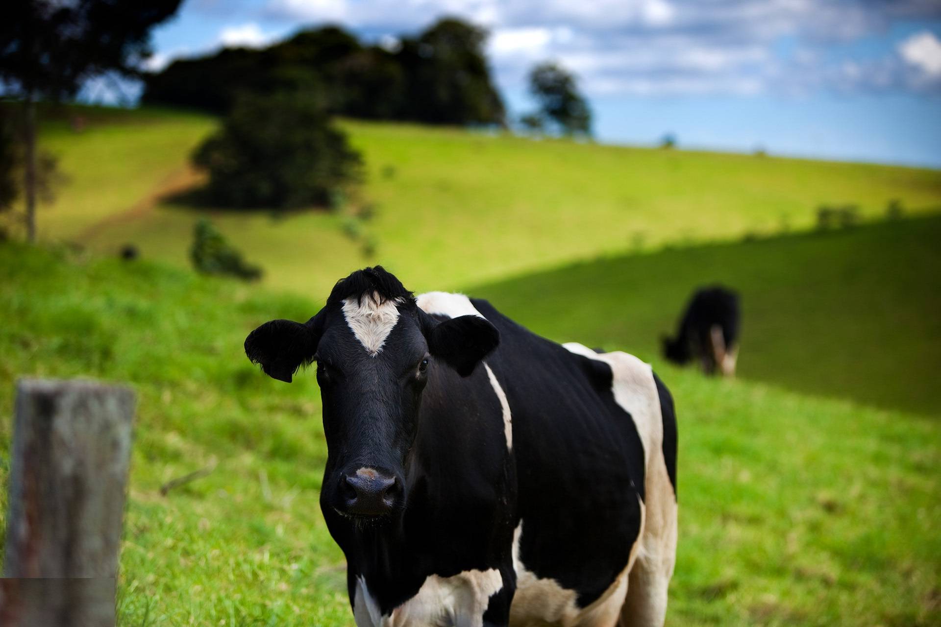 Download Cow Image Download Free Cow Wallpaper - Dairy Cow (#2184719 ...