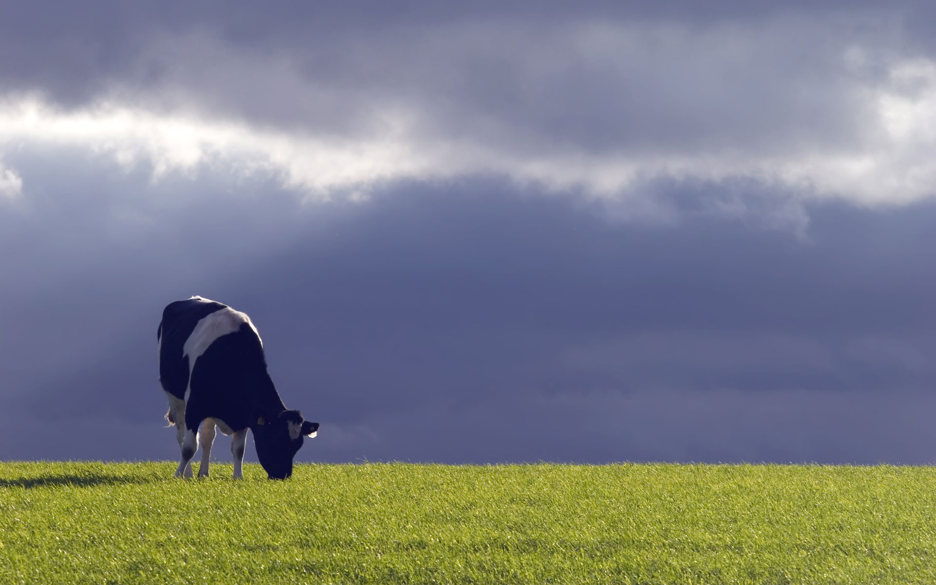 Cow Background For Desktop - Cows High Definition (#2184757) - HD ...