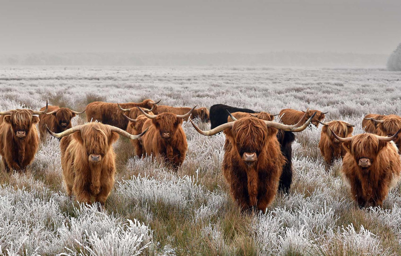 Photo Wallpaper Frost, Field, Horns, The Herd, Scottish - Highland ...
