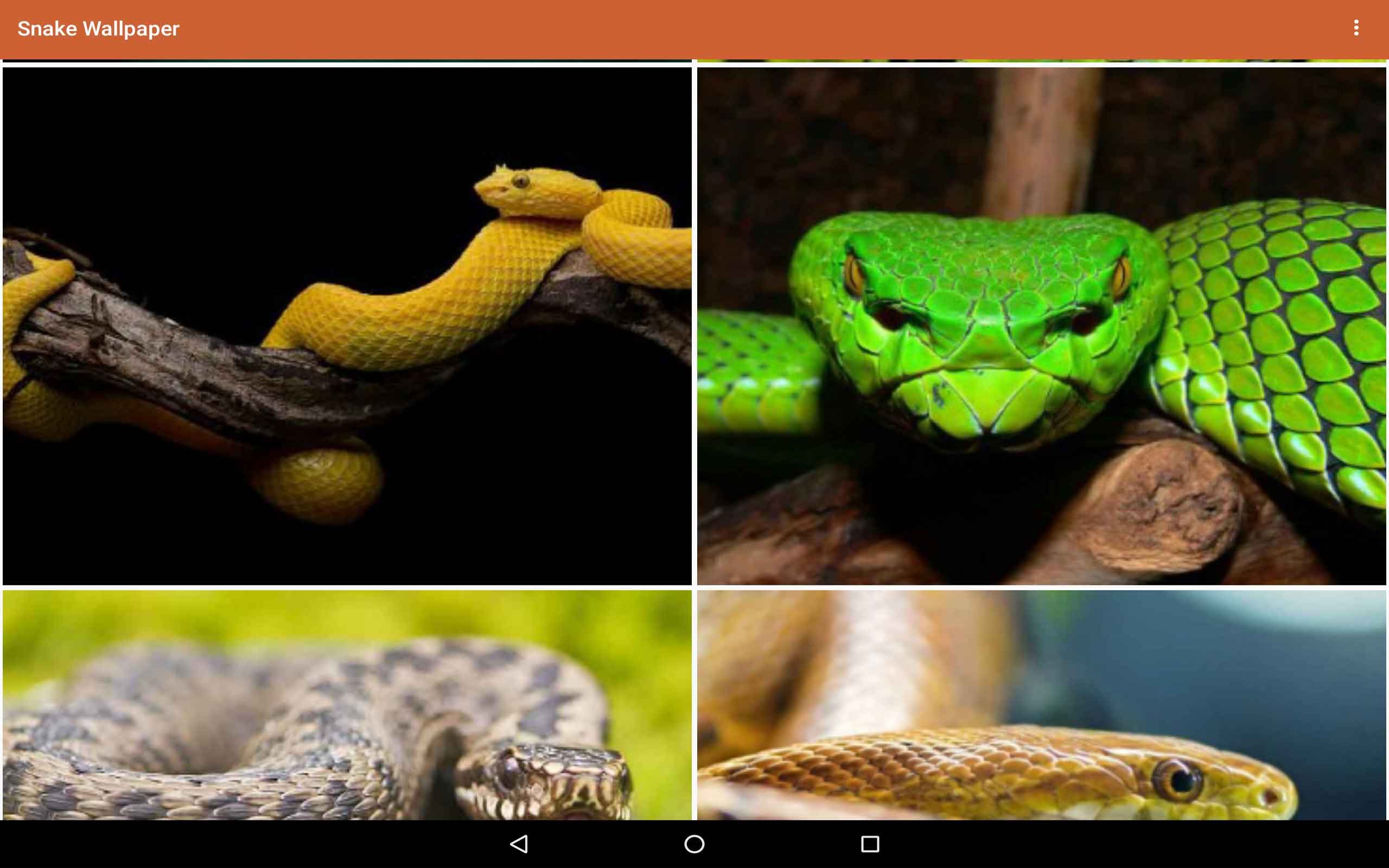 Python (#2188199) - HD Wallpaper & Backgrounds Download