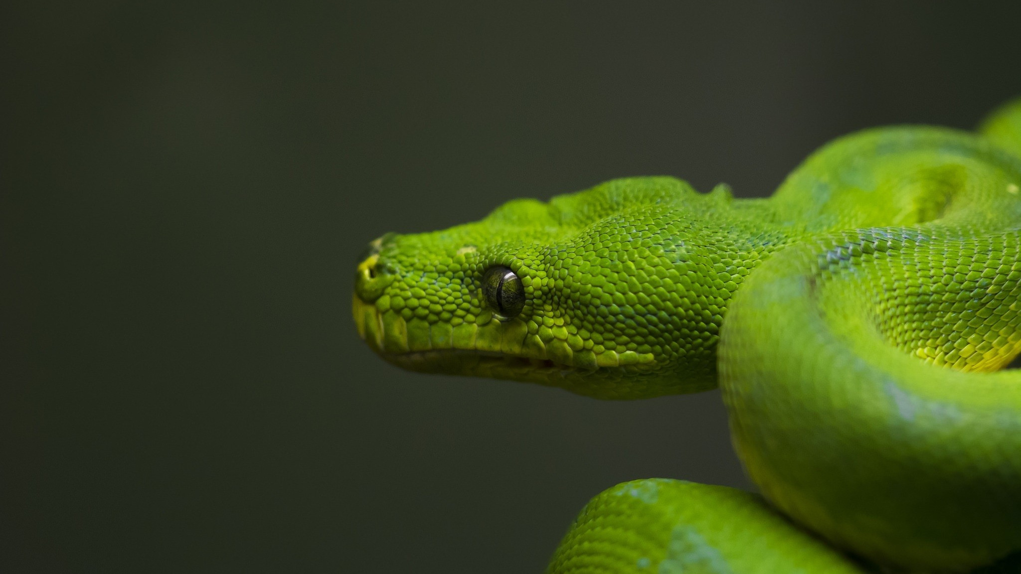 Wallpaper Green Snake - Serpent (#2188250) - HD Wallpaper & Backgrounds ...