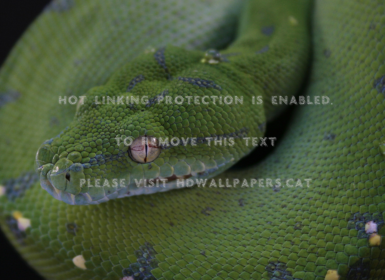 Burmese Python (#2188812) - HD Wallpaper & Backgrounds Download