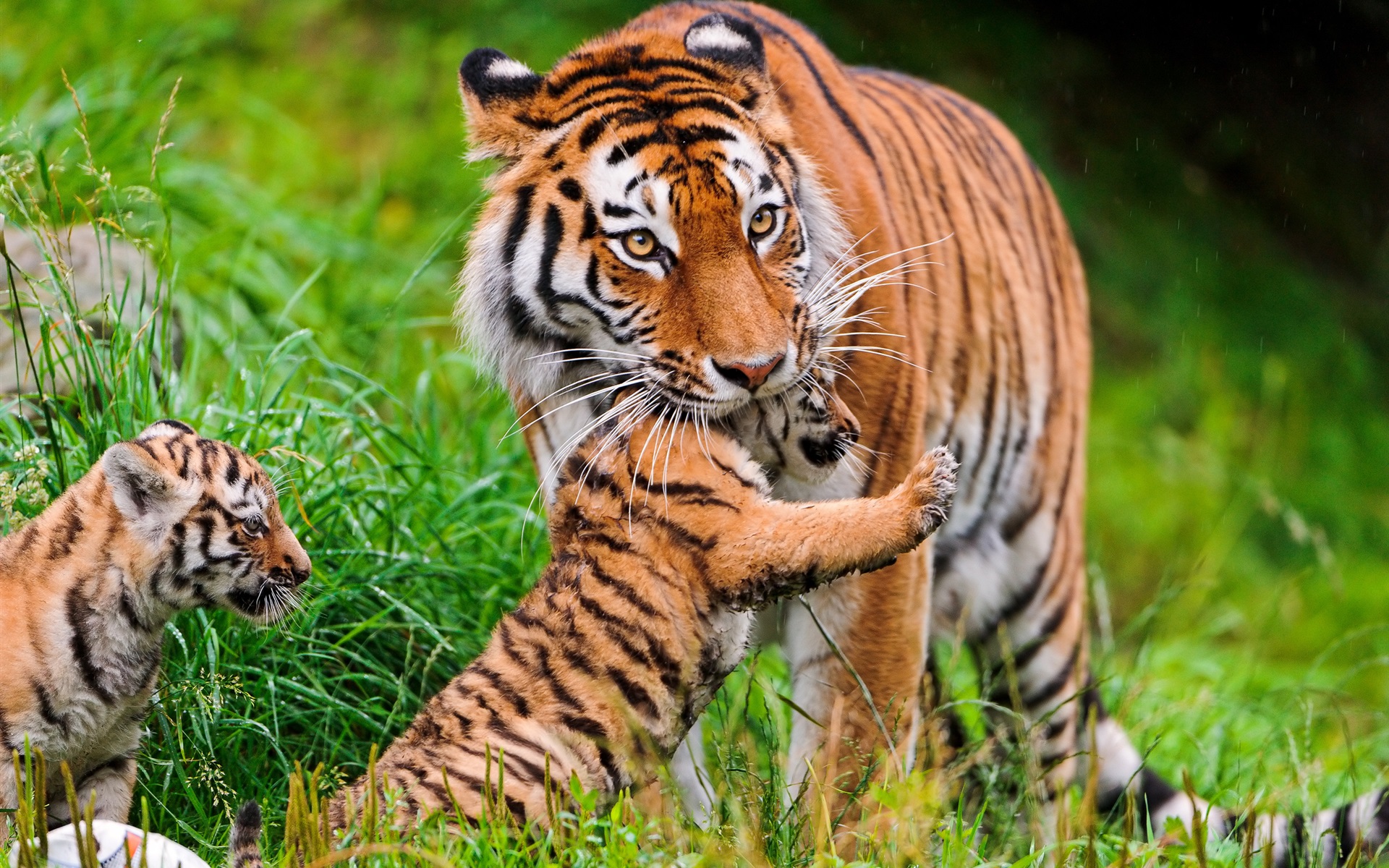Tiger Cub And Father (#2189742) - HD Wallpaper & Backgrounds Download