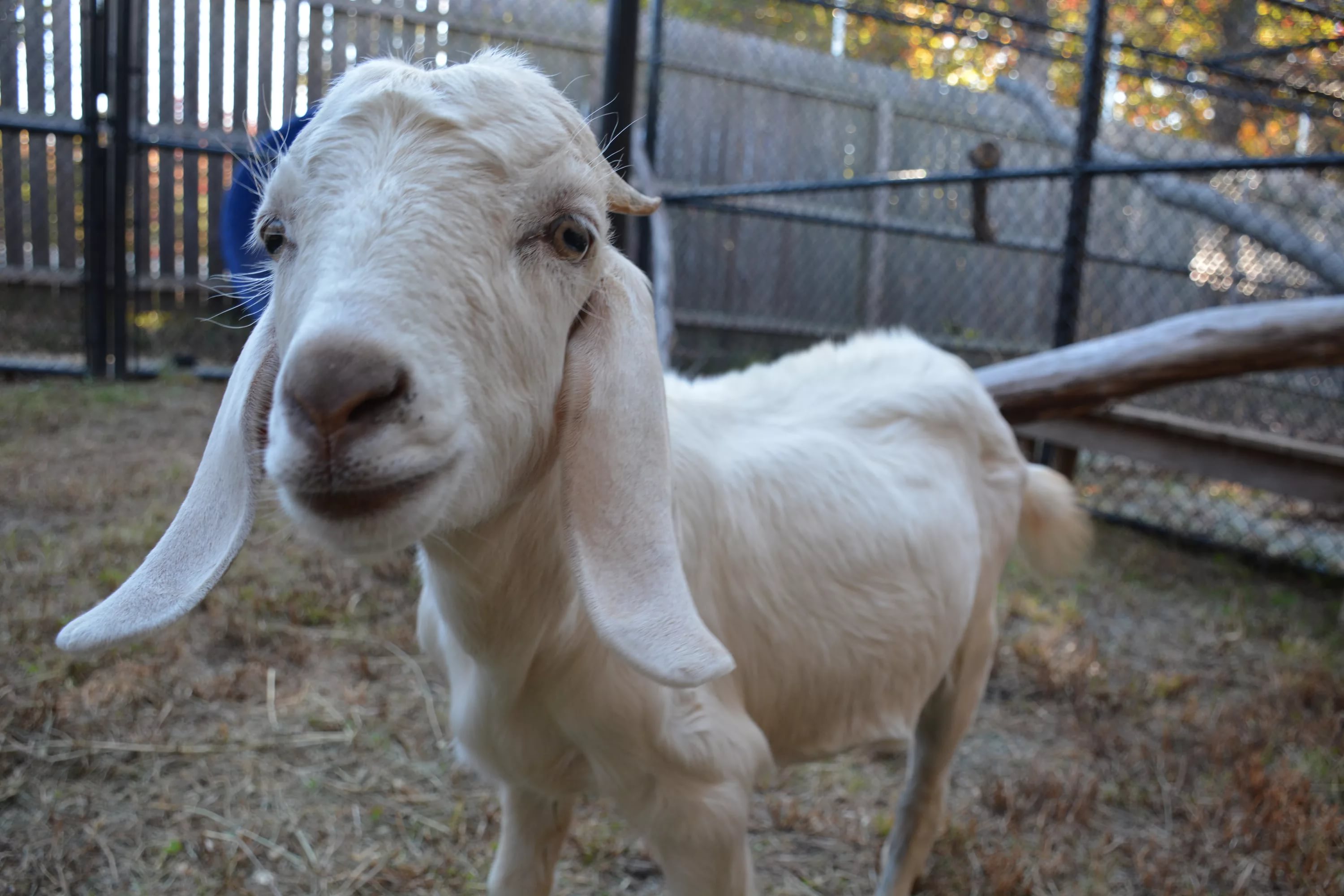 Goat Wallpaper For Windows - White Goat Floppy Ears (#220105) - HD ...