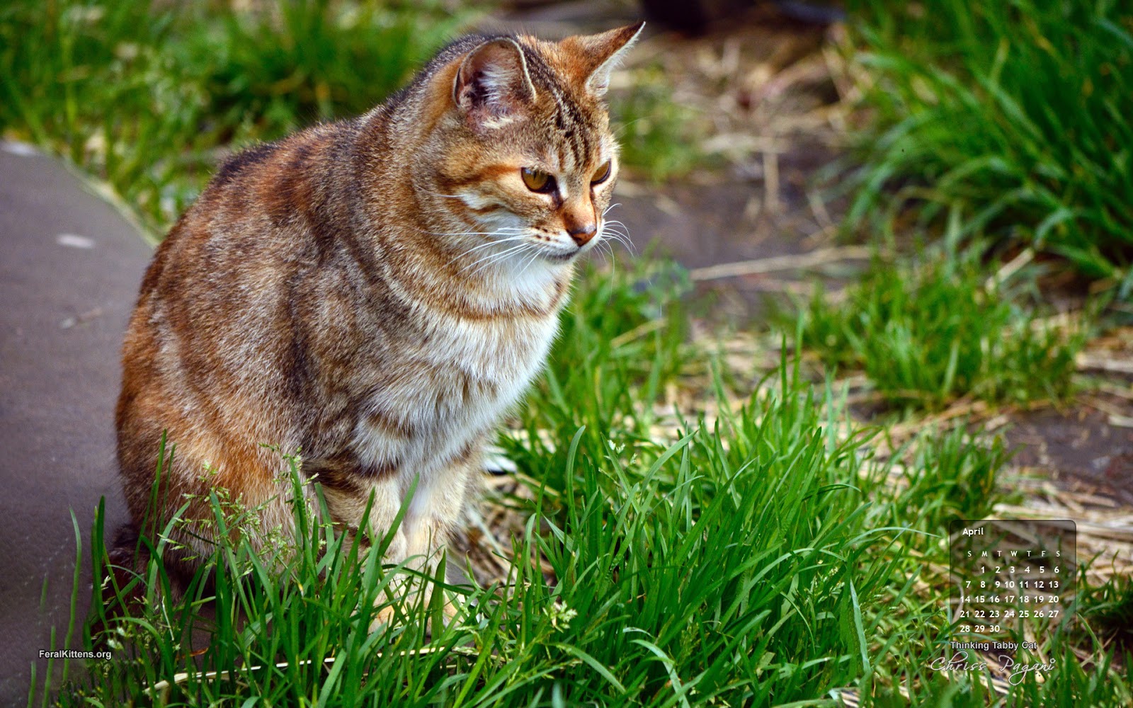 April Cat Of The Month Calendar Wallpaper Is Thinking - Domestic Short ...