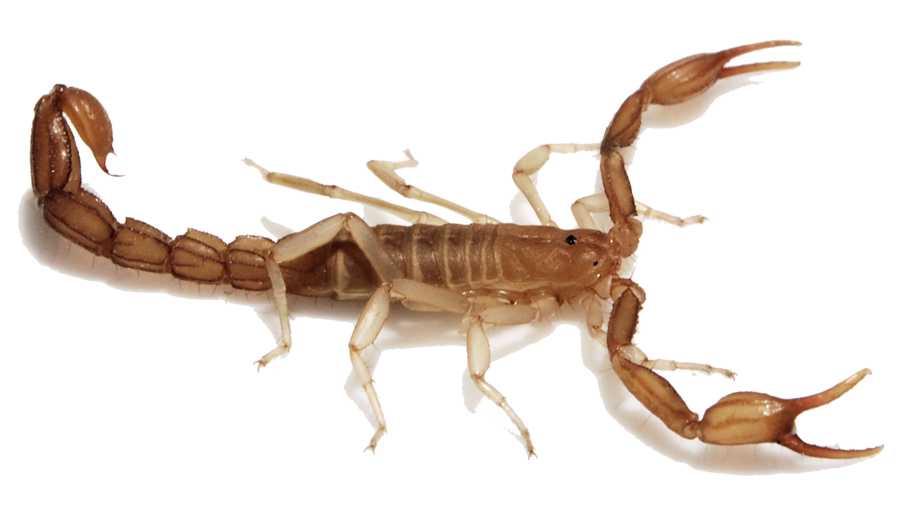 Bark Scorpion - Death Valley Scorpions (#2205232) - HD Wallpaper ...