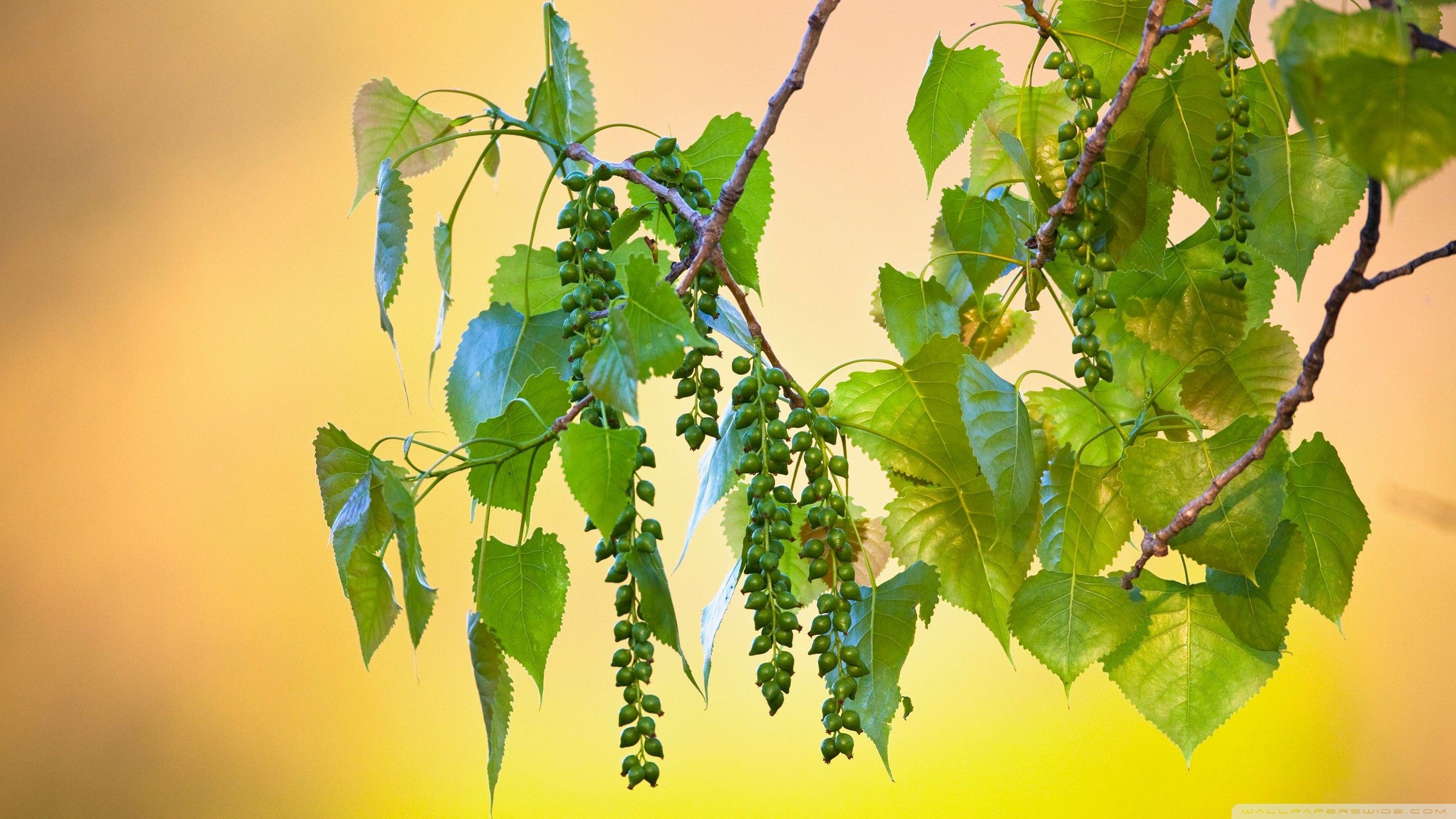 Standard - Fruits Tree Photo Hd (#2209330) - HD Wallpaper & Backgrounds ...