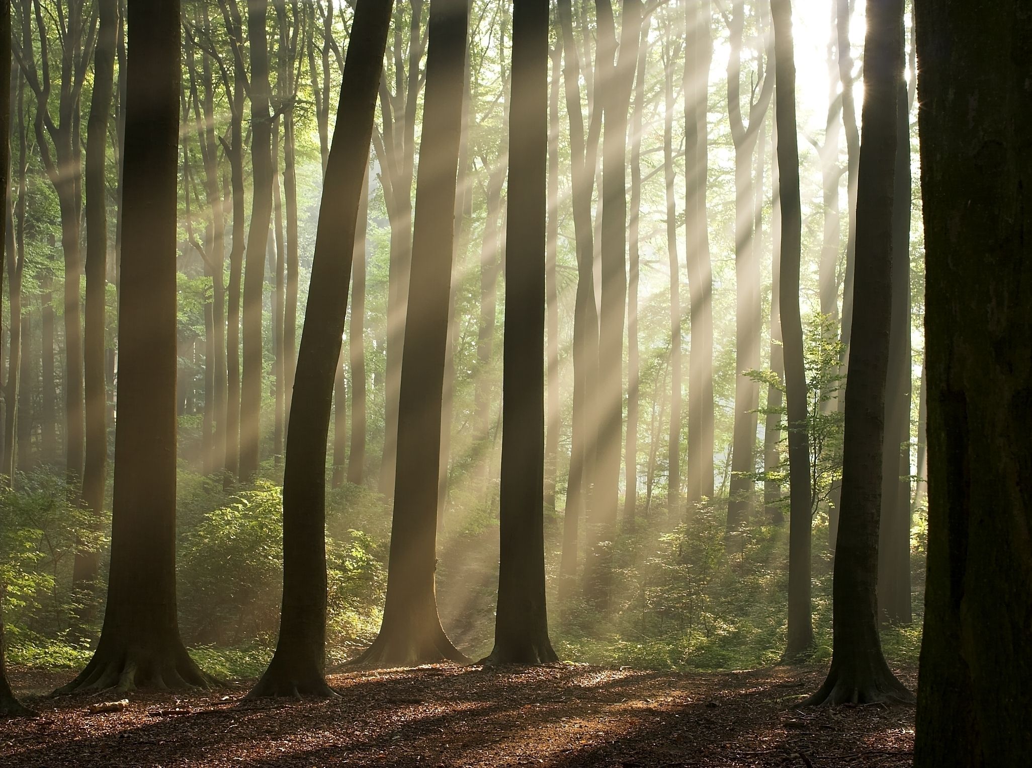 Foto's, Beeld, Natuur, Bos, Bomen, Zon, Wallpaper, - Forest Sun Rays ...