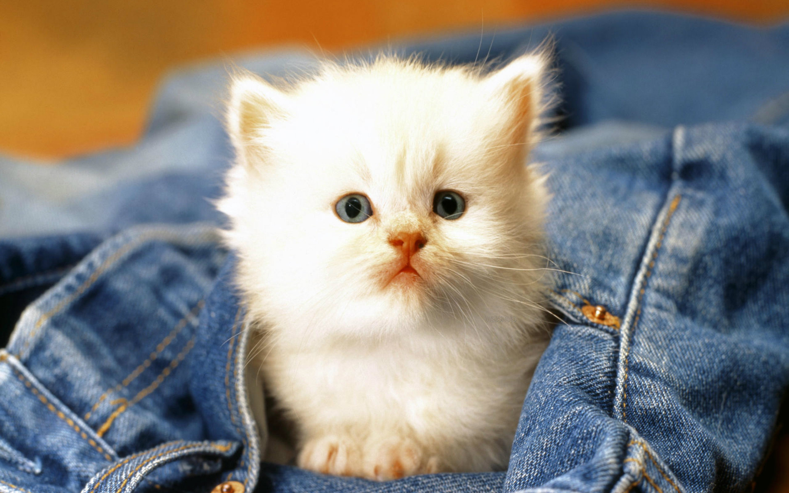 Cute Cats Pics Download (#2232958) - HD Wallpaper & Backgrounds Download