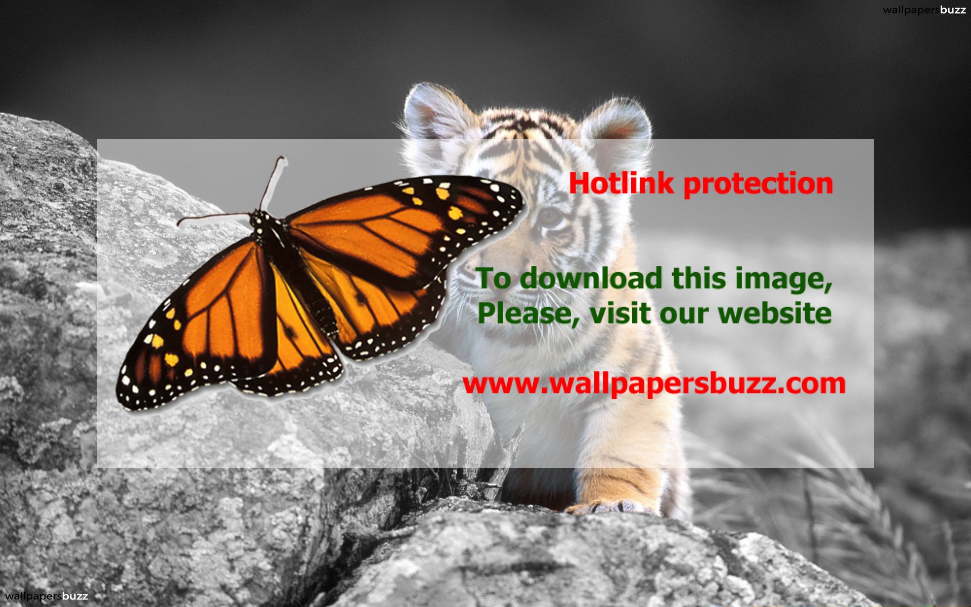 Extinct Animals Javan Tiger (#2277548) - HD Wallpaper & Backgrounds ...