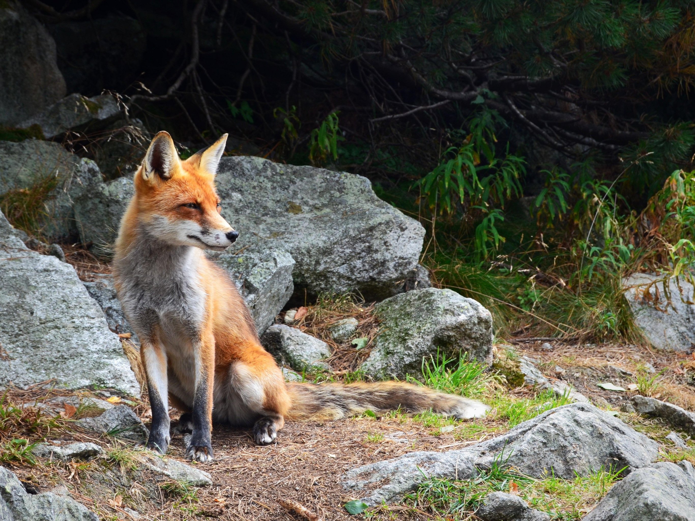 Fox In The Forest (#2282523) - HD Wallpaper & Backgrounds Download
