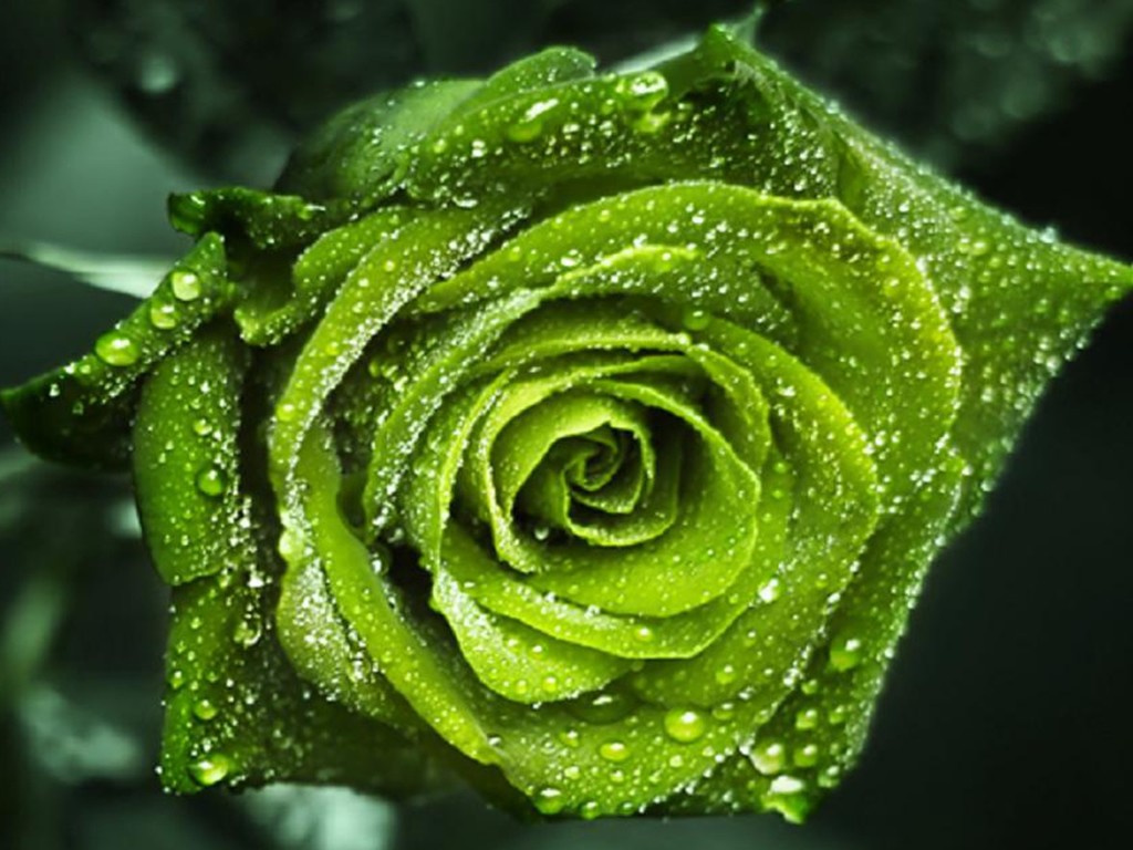 Green Rose In Rain (#2285788) - HD Wallpaper & Backgrounds Download