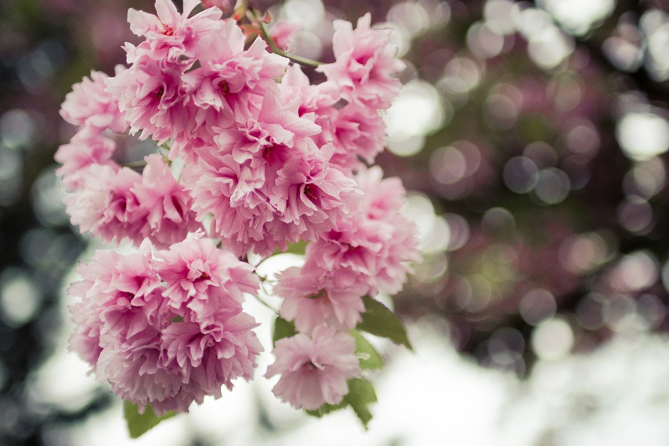 Gilliflower (#2302335) - HD Wallpaper & Backgrounds Download