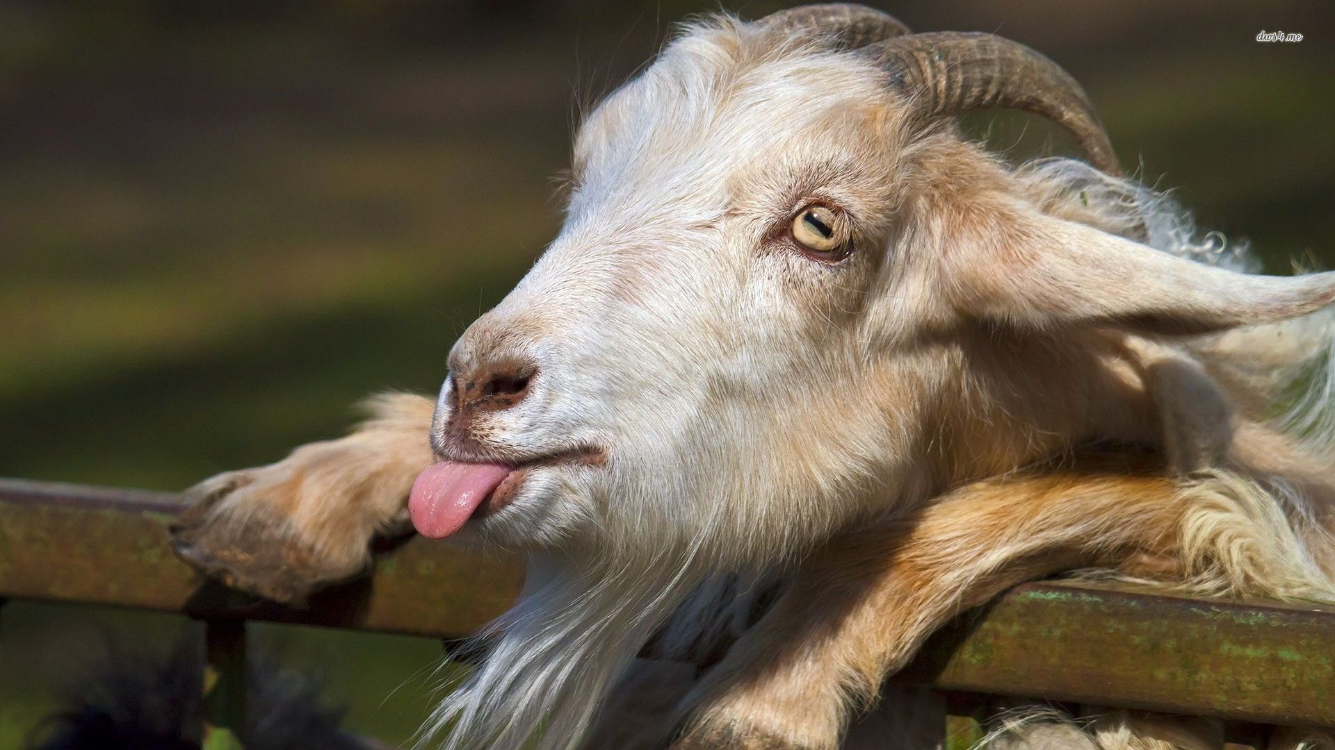 Goat Face Up Close (#2341428) - HD Wallpaper & Backgrounds Download