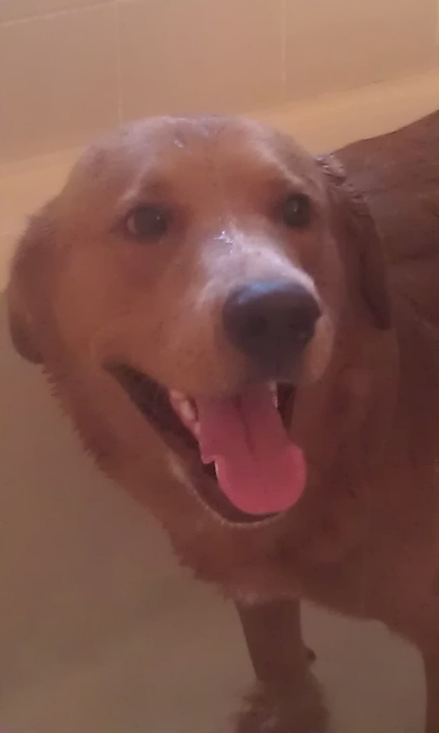 Shewolf11 Images Pudge Hd Wallpaper And Background - Companion Dog ...