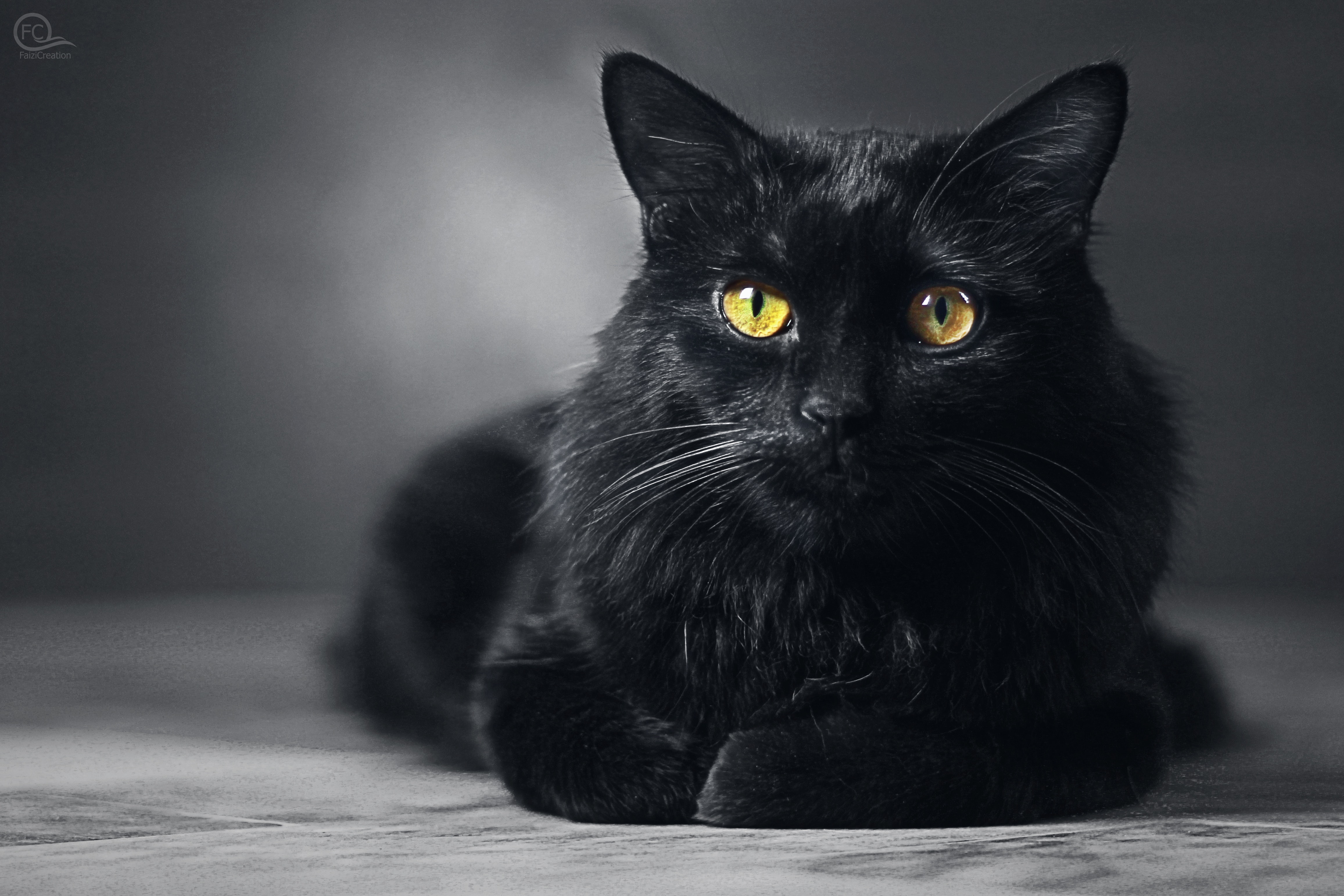 Papel De Parede Gatos Pretos (#2434604) - HD Wallpaper & Backgrounds ... Papel De Parede Gatos Pretos (#2434604) - HD Wallpaper & Backgrounds ...
