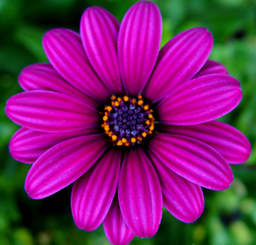 Magenta Flowers (#2441244) - HD Wallpaper & Backgrounds Download