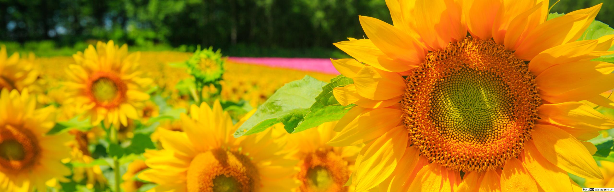 Download Sunflowers Dual Screen Background On Itl.cat