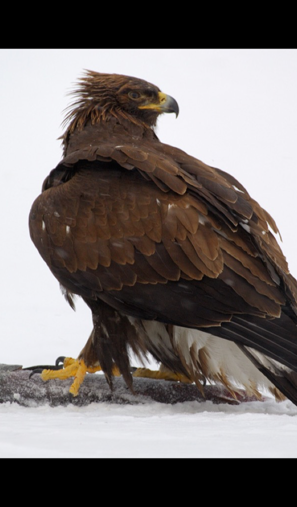 Golden Eagle Wings Folded (#2486885) - HD Wallpaper & Backgrounds Download