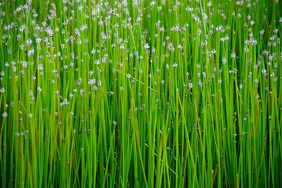 Reed, Water, Plant, Swamp, Green, Soothing, Flowering, - Grass ...