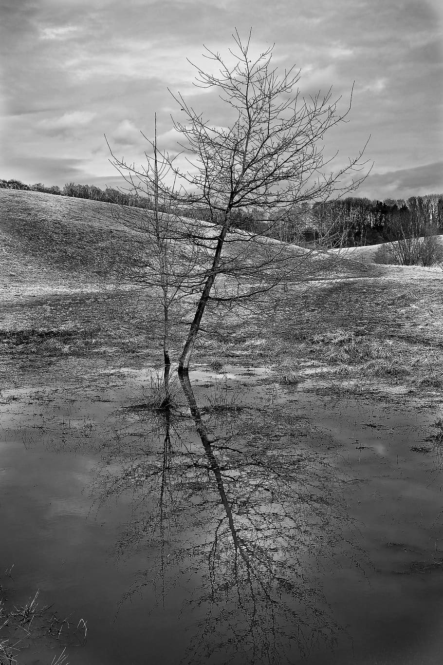 Tree, Lonely, Loneliness, Landscape, Nature, Autumn, - Monochrome ...