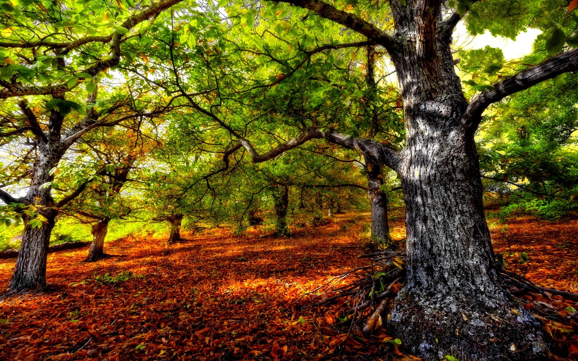 Wallpaper Bosque M Amp 225gico