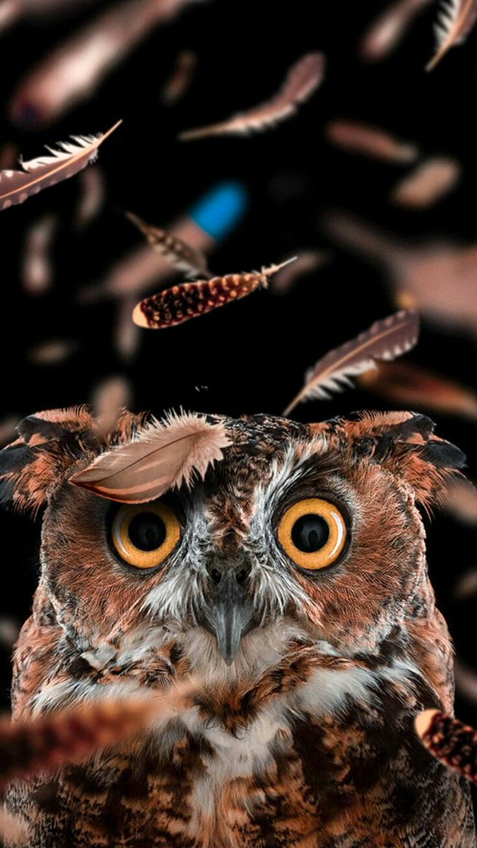 Curious Owl (#2540113) - HD Wallpaper & Backgrounds Download
