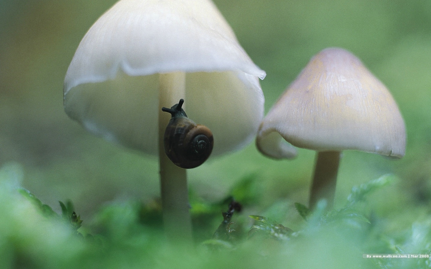 High Definition Snail (#2571864) - HD Wallpaper & Backgrounds Download